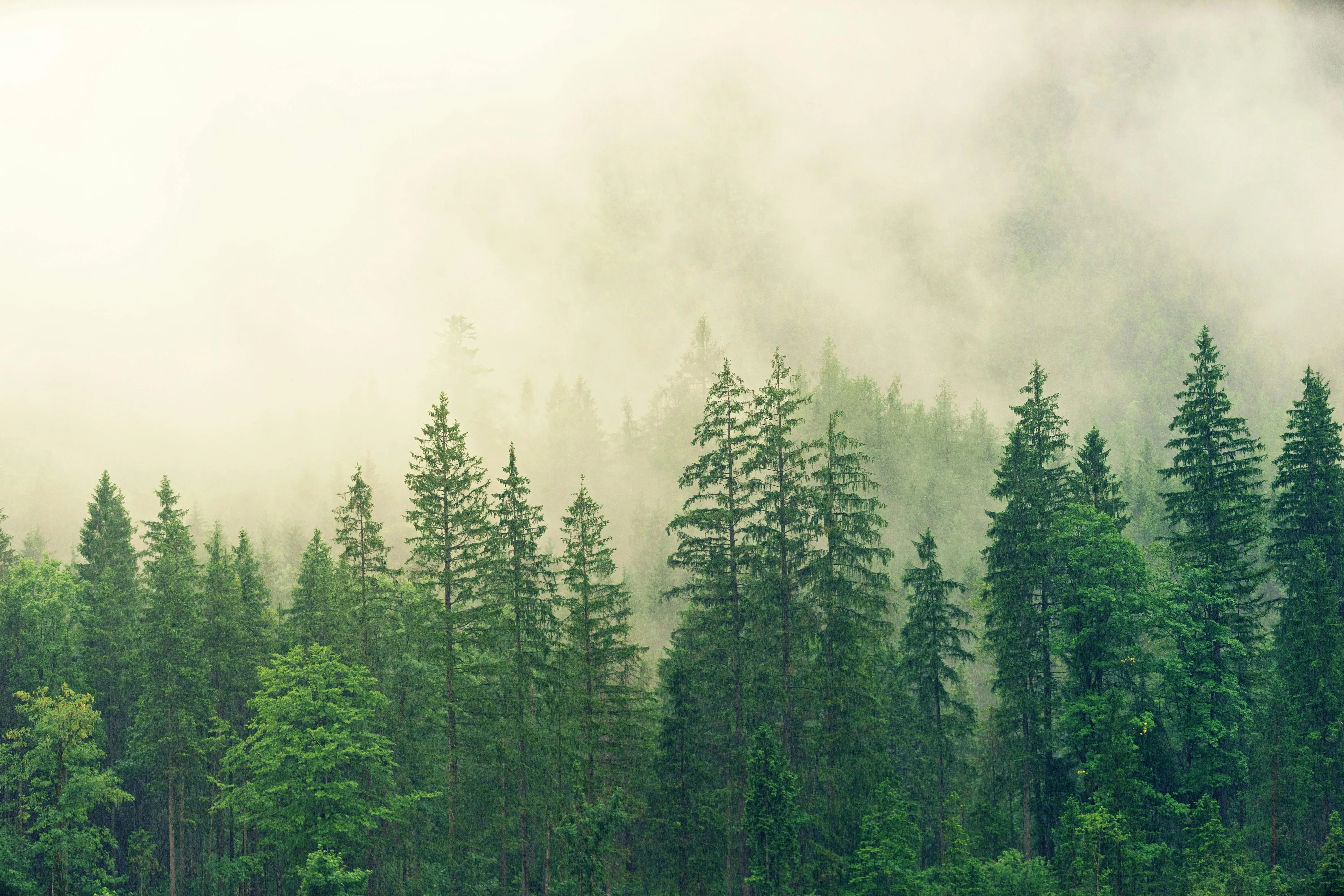 Forest & Health: Why Forest Bathing is So Healing